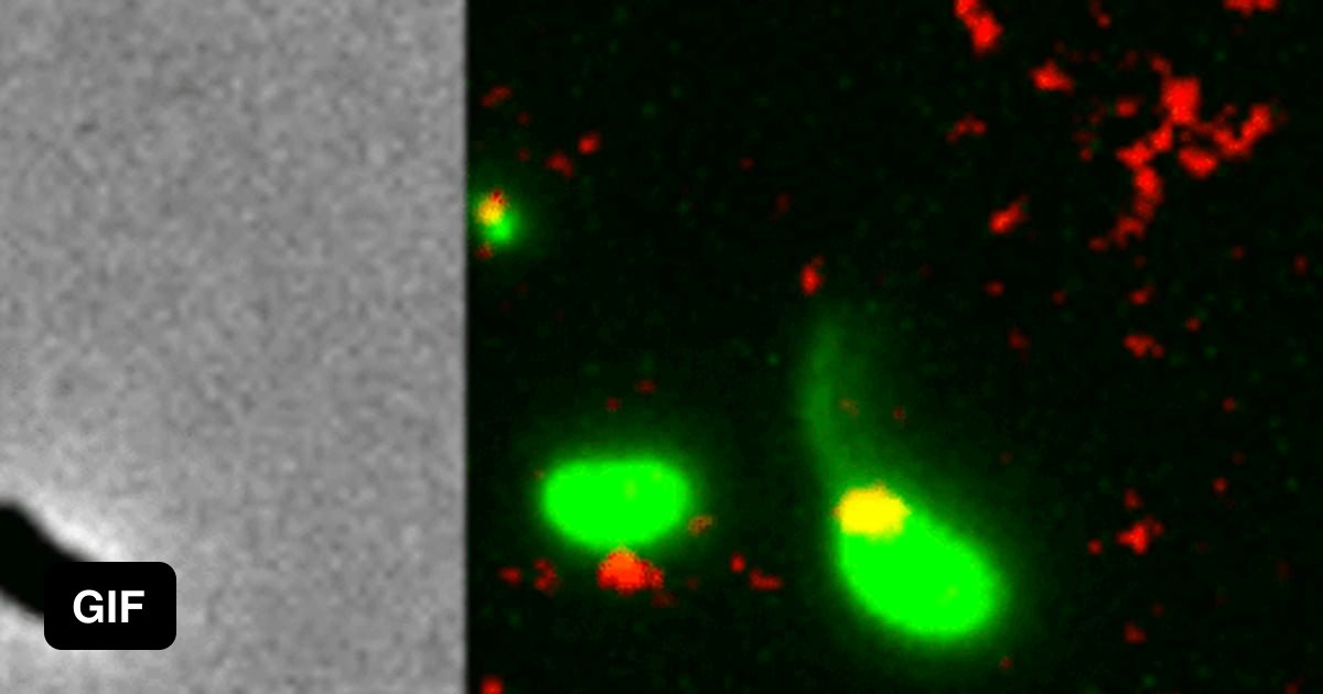 FOR THE FIRST TIME EVER , SCIENTIST HAD RECORDED HOW BACTERIA BUILD ITS ...