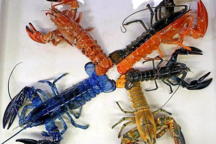 Lobster Color Mutations - 9GAG