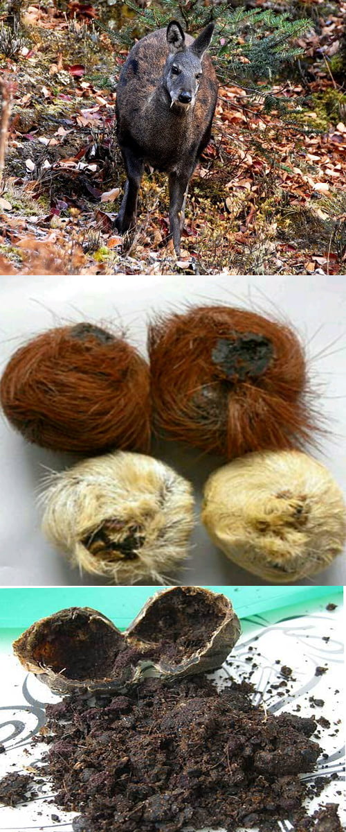 Pure Deer Musk is the most valuable of all Oils after Oudh, and the ...