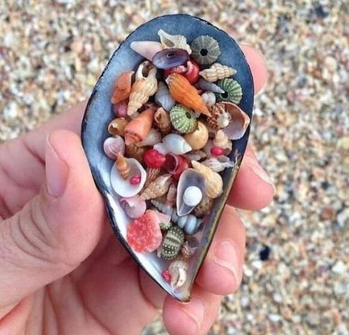 Tiny tiny shells - 9GAG