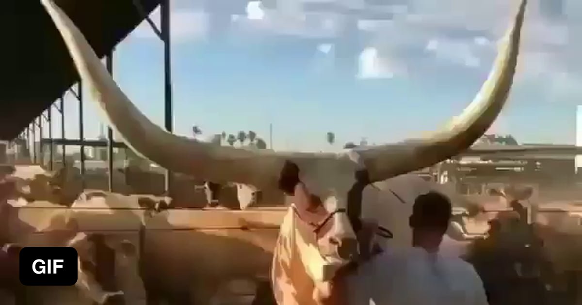 An absolute unite of a horn - 9GAG