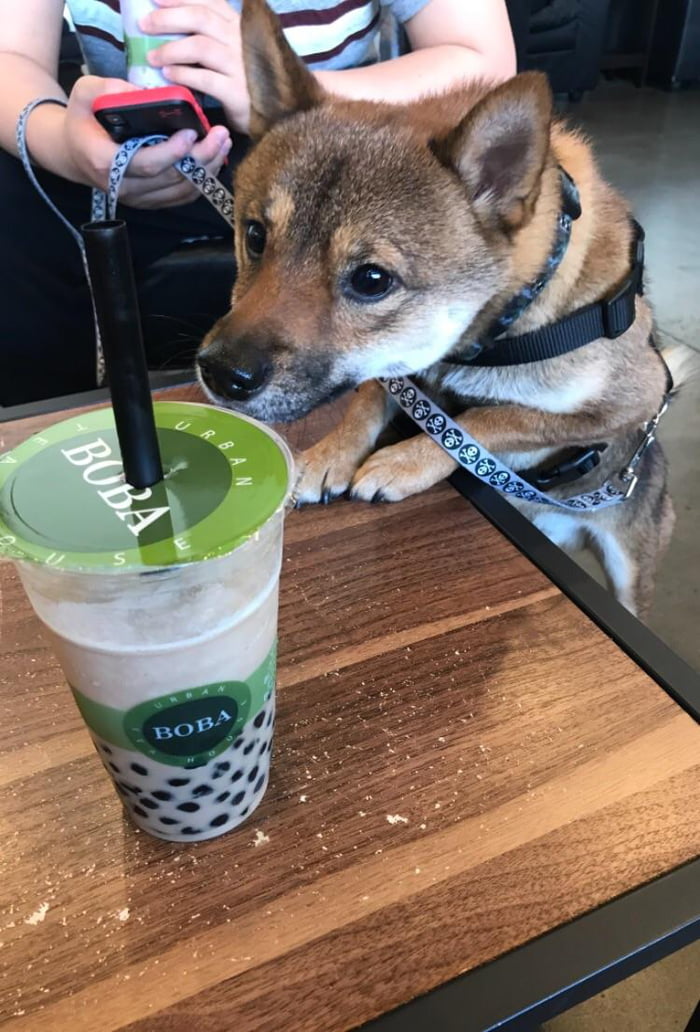 Rare boba shiber - 9GAG