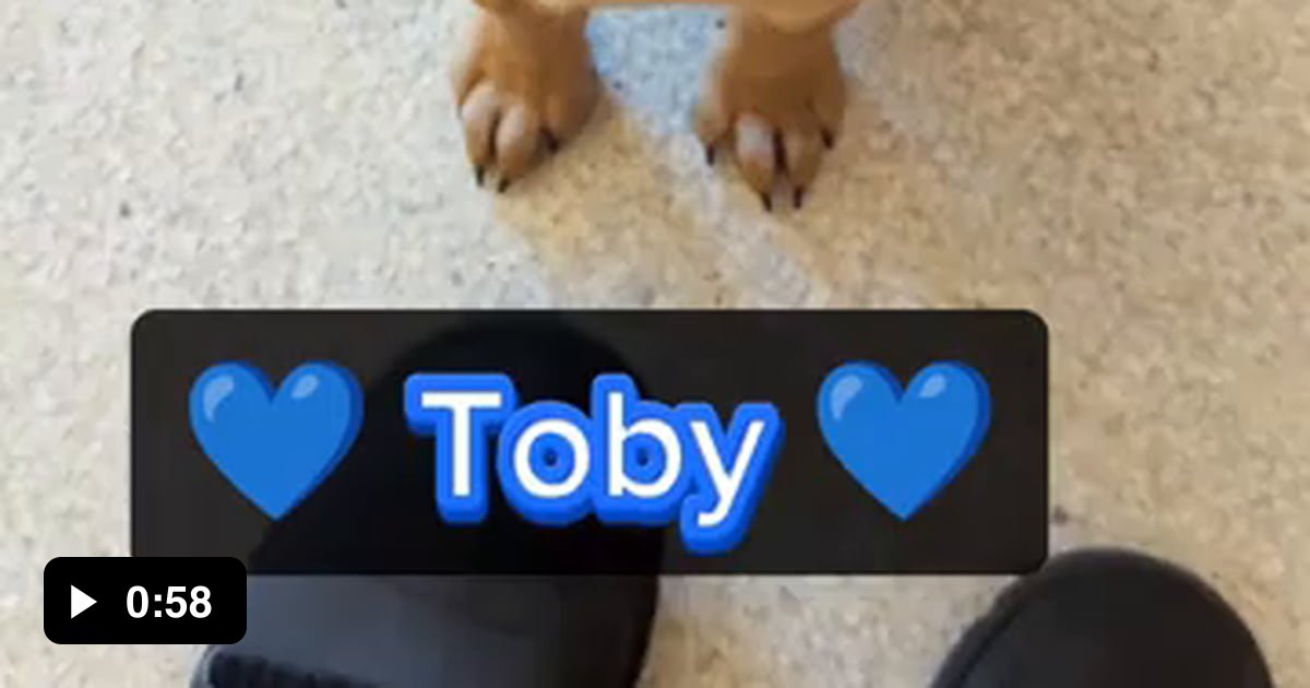 Shelter Boy Toby 💙 - 9GAG