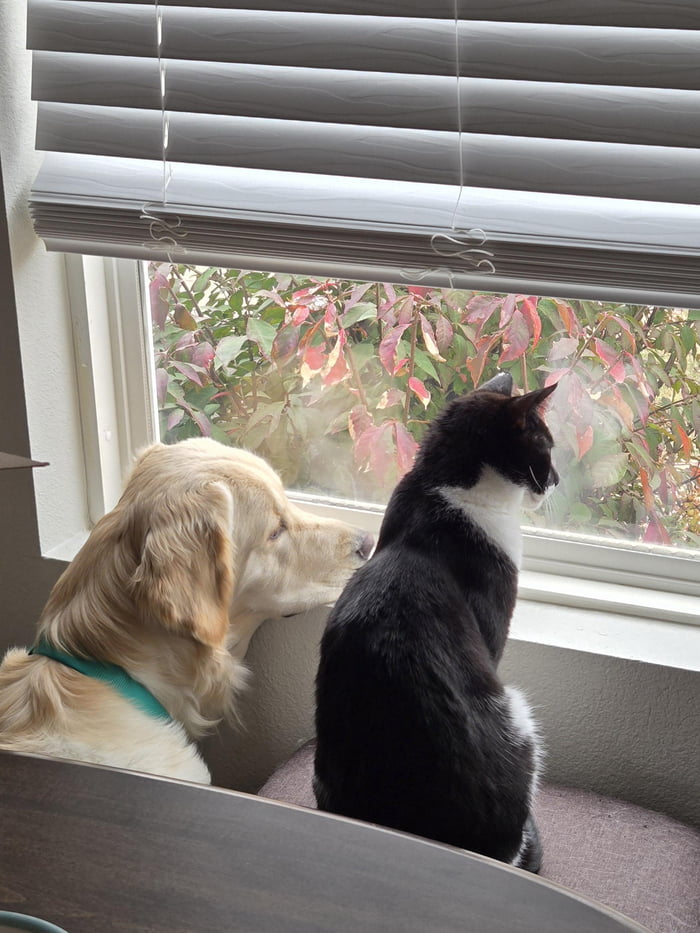 Window Friends - 9GAG