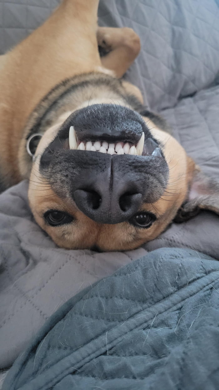 The derpiest sleeper in the house lol - 9GAG