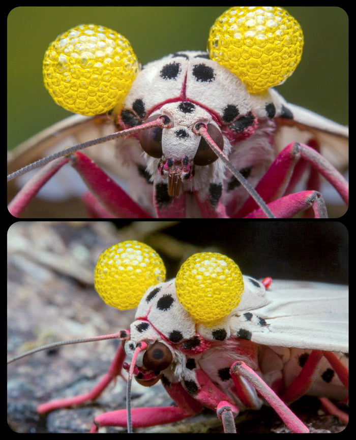 Frother Moths (Genus Amerila): when these moths feel threatened, they ...