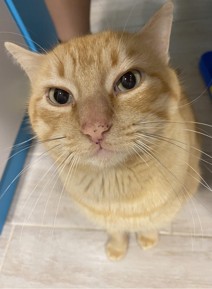 Why does my cat lick me so much? - 9GAG