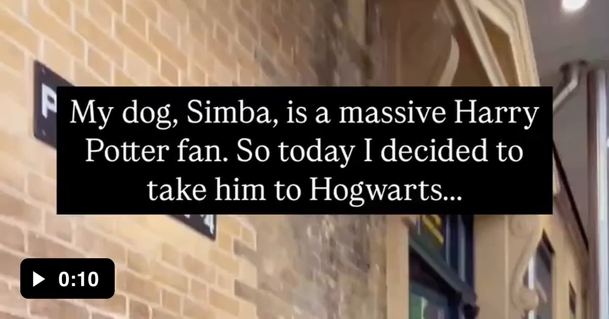 More like Dogwarts 🐶🪄 - - spanielbonnie - 9GAG