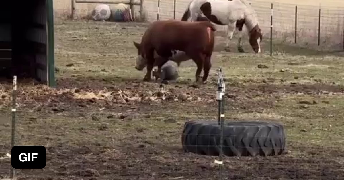 Bull plays with bull-ball - 9GAG