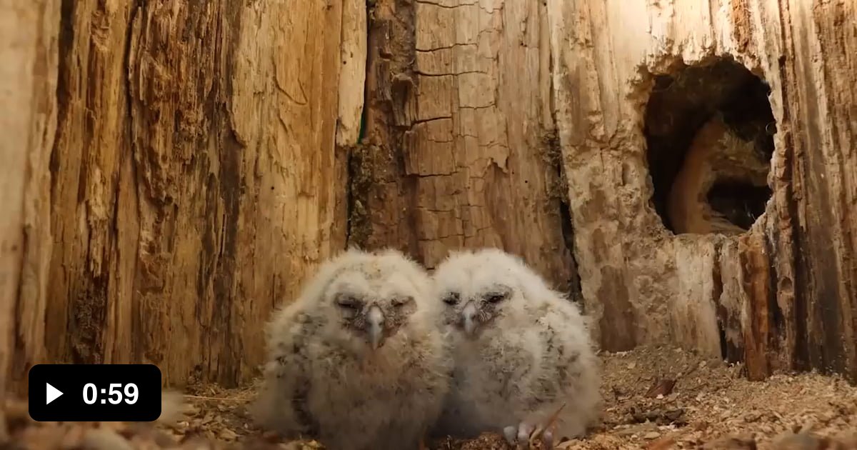 Infertile Tawny Owl's lifeless eggs are replaced with orphaned chicks while Tawny Owl is away - 9GAG