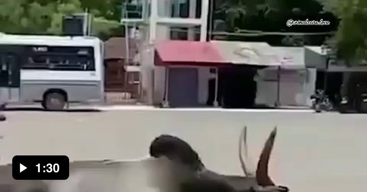 Even cows have better love life than 9gaggers - 9GAG