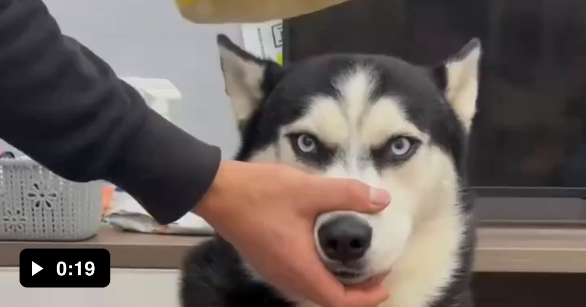 I like this Husky's face - 9GAG
