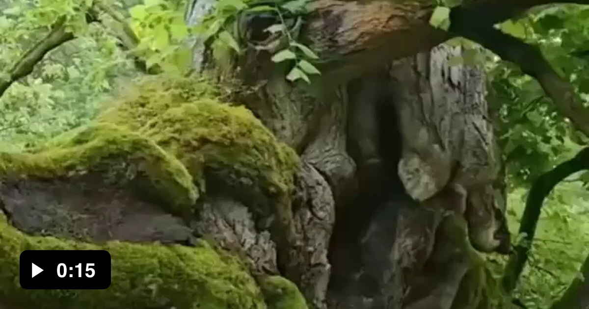 820 years old linden tree in the Czech Republic - 9GAG