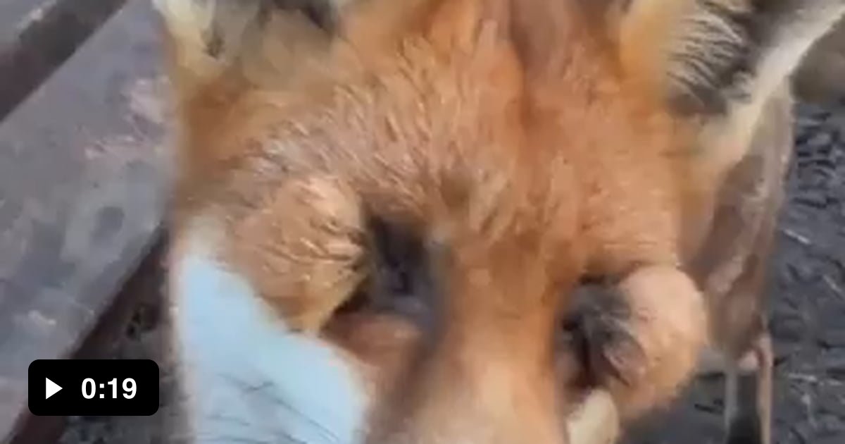 Sightless but thriving - a fox born without eyes, fur grew in the ...