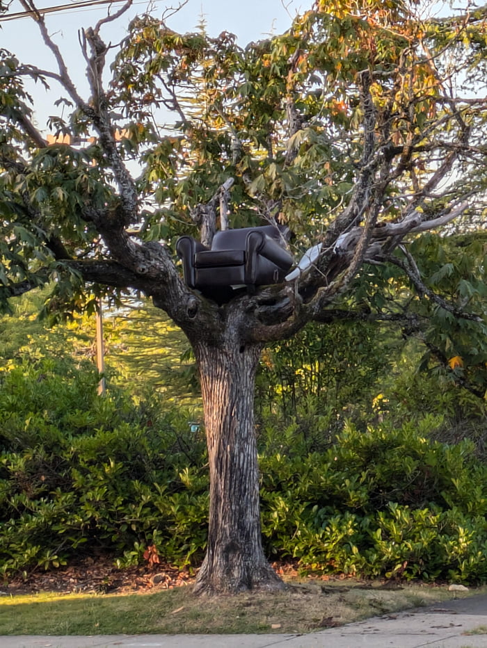 Its a chairy tree - 9GAG