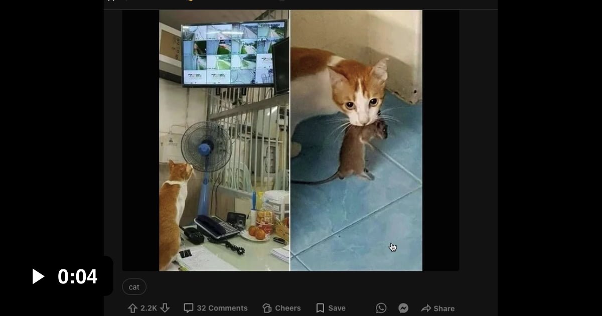 A wild bonk appeared, added the original sound of the bonk video for dramatic effect. - 9GAG