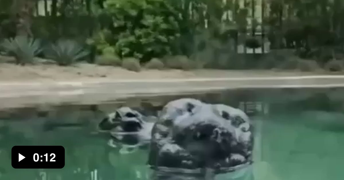 This ain’t a rock…This is a gharial, a rare crocodile species on the ...