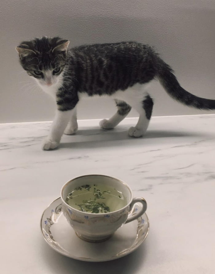 Let’s paws for a moment and enjoy some tea - 9GAG