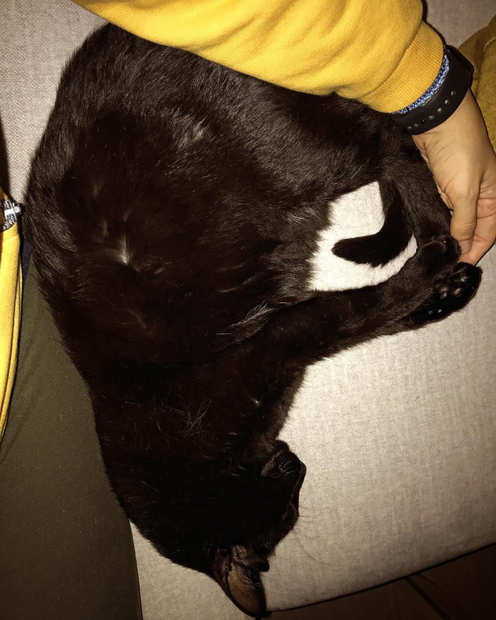 When all else fails, hug the cat! - 9GAG