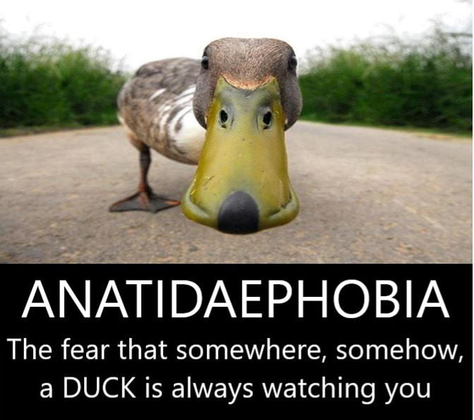 Weird knowledge increased. Also a new phobia gained - 9GAG
