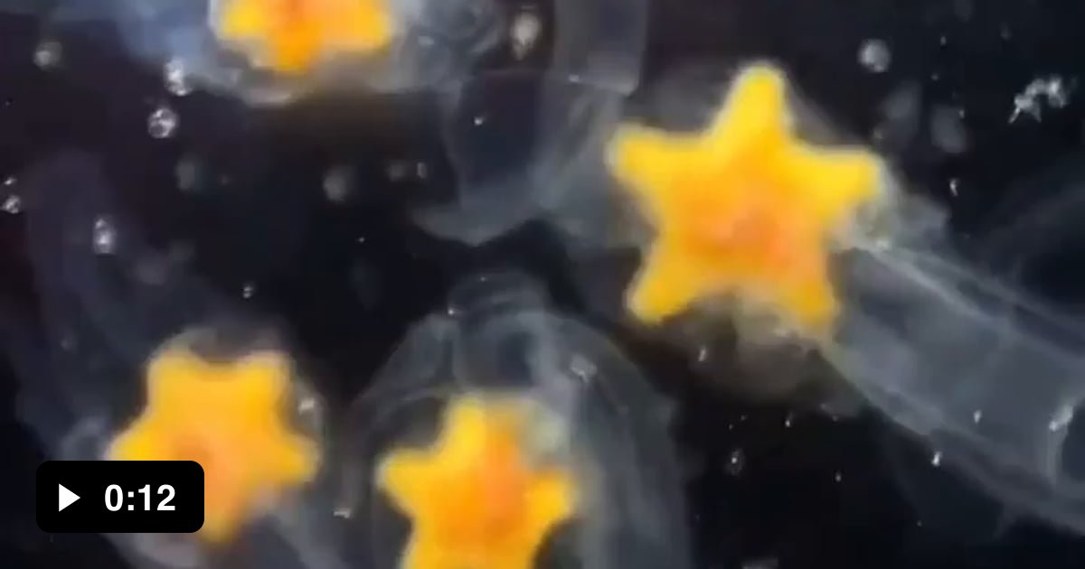 Starfish larvae - 9GAG
