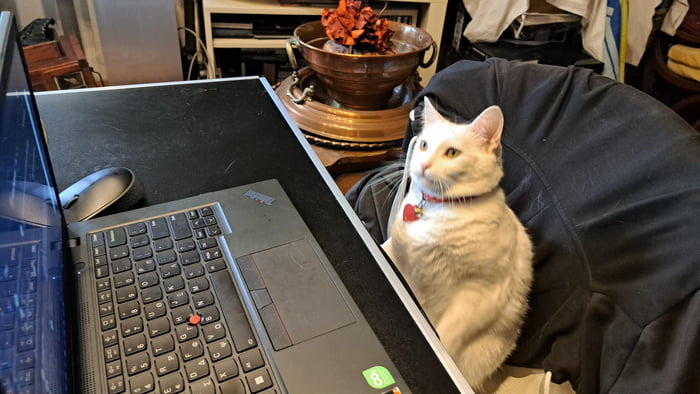 This is my cat. She is a web developer and helps with the rent. - 9GAG