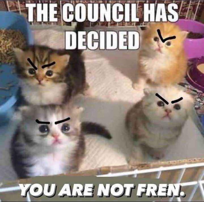 The kitten council. - 9GAG