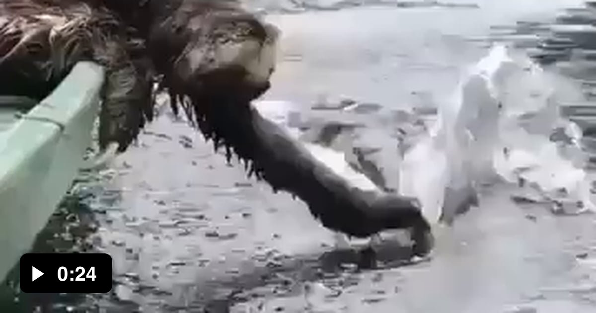 Rescued sloth on a boat is truly fascinated by water - 9GAG
