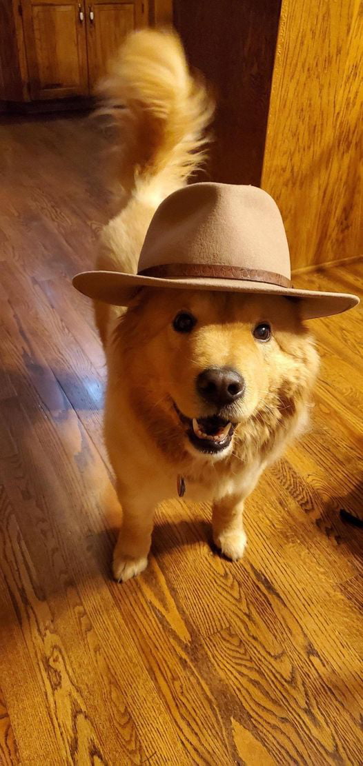 I wish I looked as good in my hat as this dog looks in his... - 9GAG