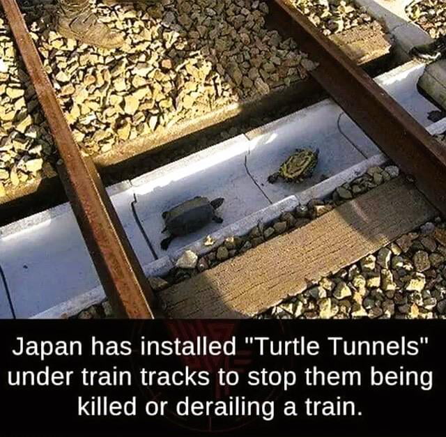 Save the turtles - 9GAG