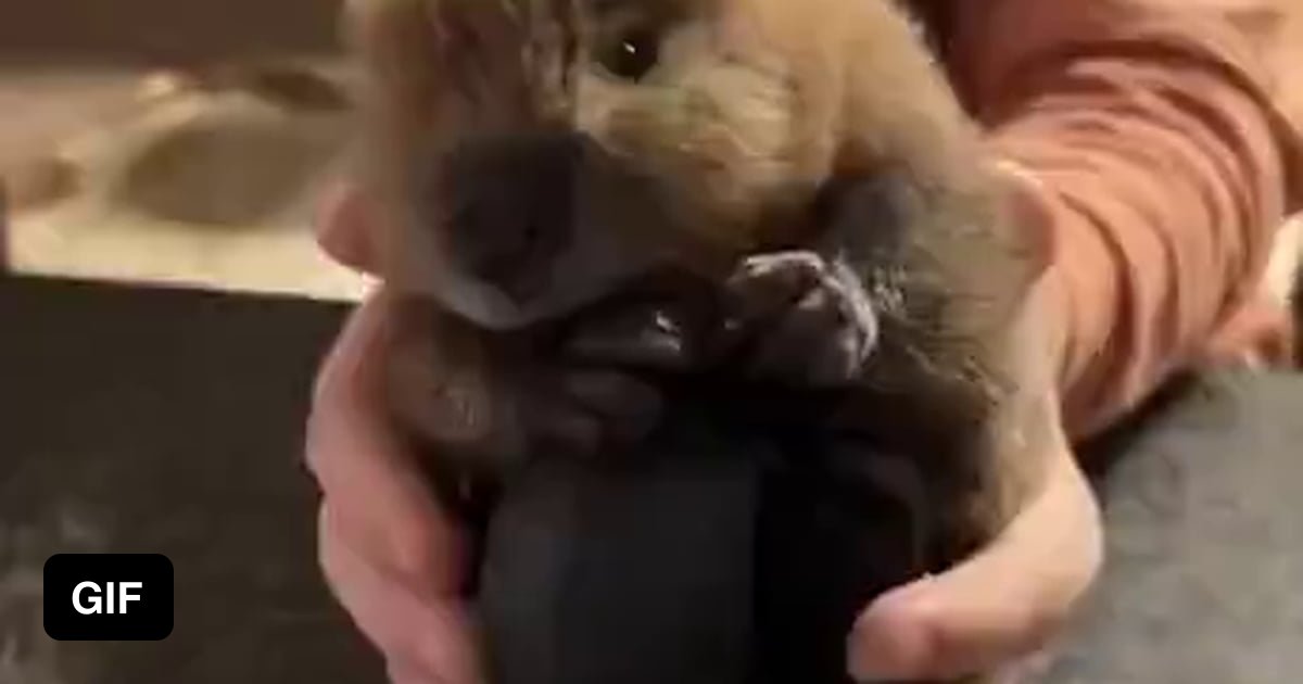 In case you're having a bad day. Have some Bobr, Bober - 9GAG