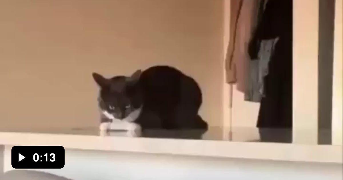 Kitty remembered he's a predator - 9GAG