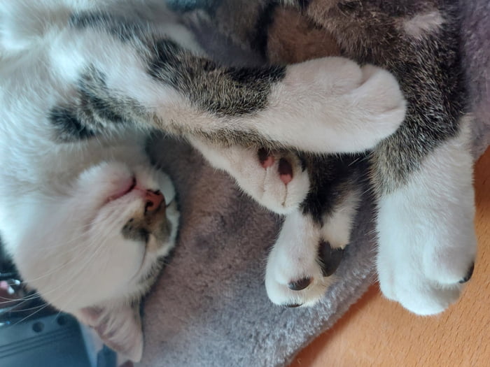 Sleepy paws - 9GAG