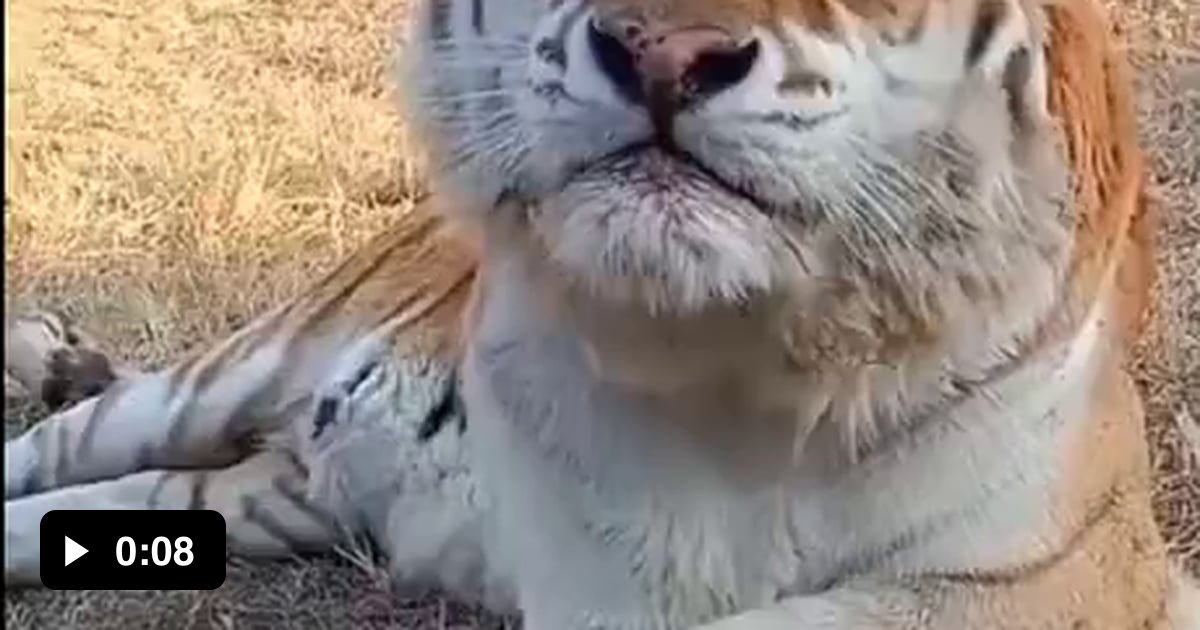 Bless you my beautiful big kitty! - 9GAG