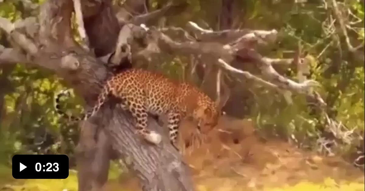 Surrounded by wild boars, a leopard jumps down, grabs one, and climbs back up..pure apex ...