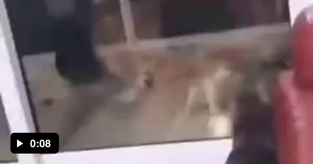 Sad cat noises - 9GAG