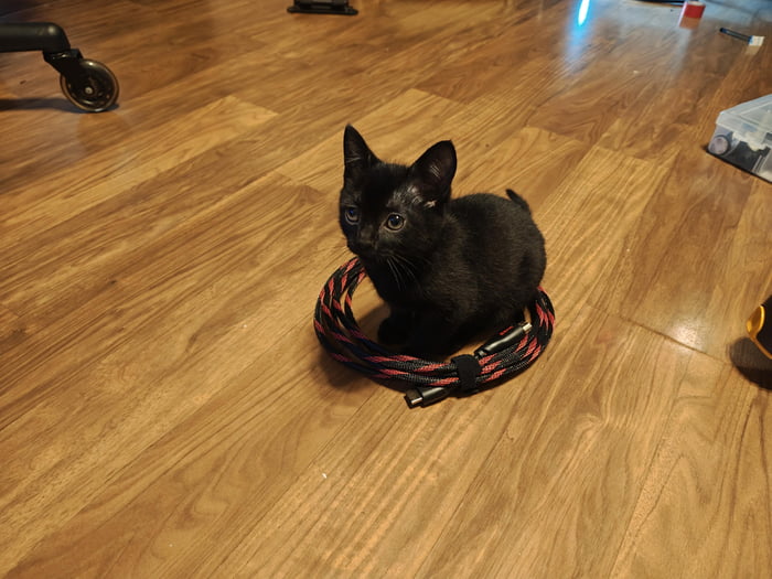 If you're short on cardboard boxes, even HDMI cables make excellent cat ...