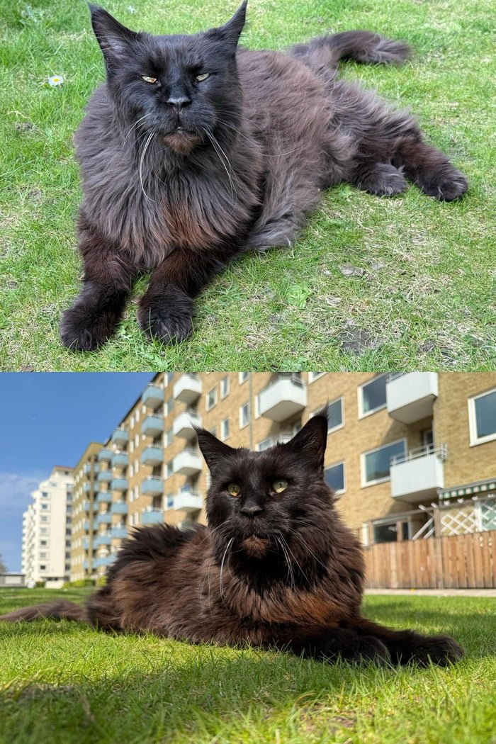 My companion for 13 years took his final journey today, off to play ...