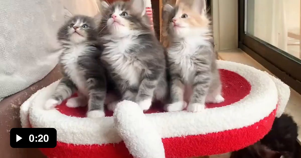 Meet the new trio at home already forming a fluffy stare committee. - 9GAG