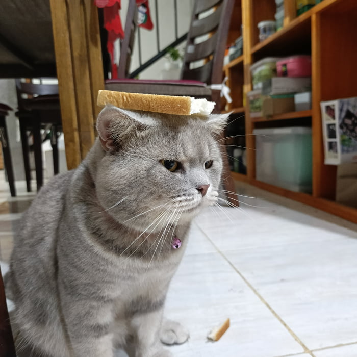 Breadcat day 2 - 9GAG