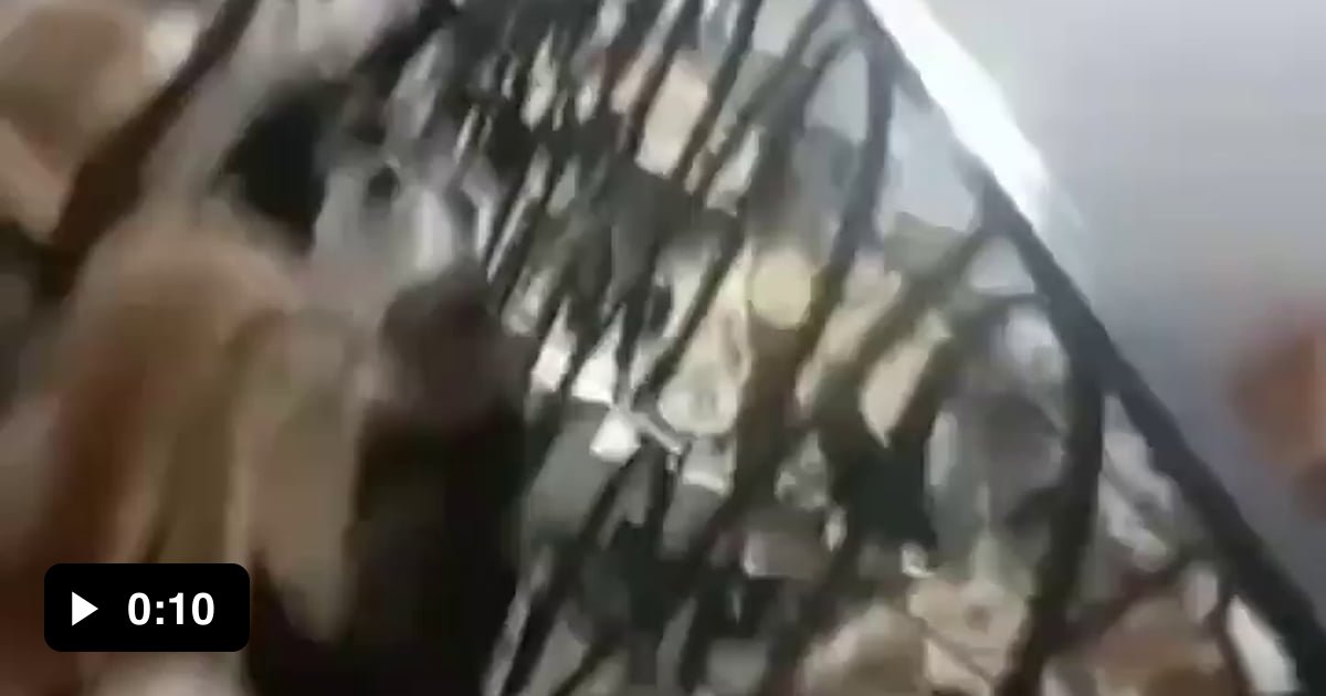 Hey 9gag I hear you like cats - 9GAG