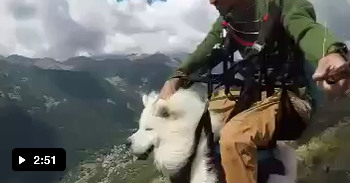 Flying Doggo - 9GAG
