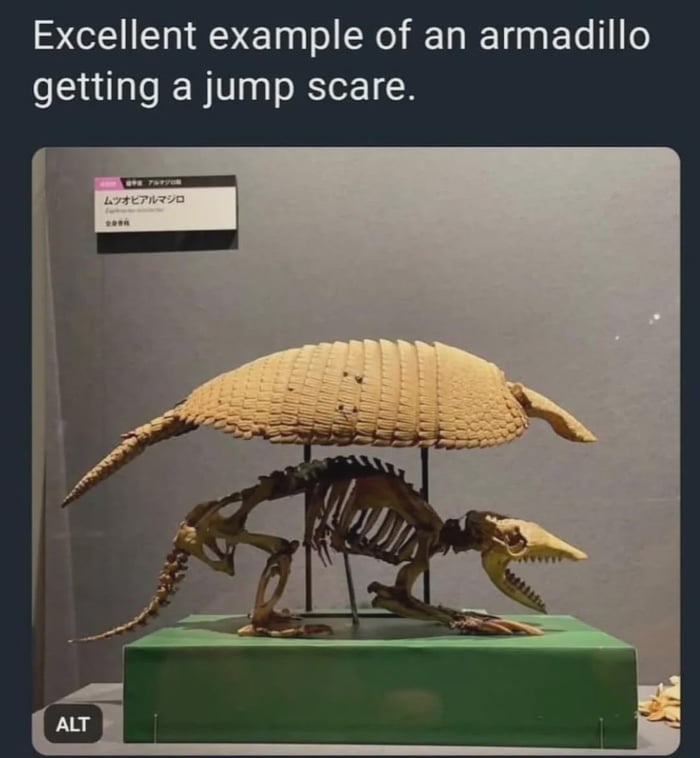 Jump scared armadillo - 9GAG