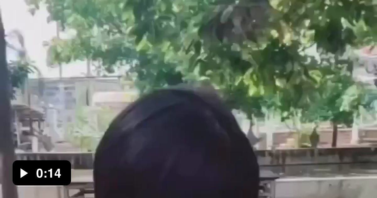 Poor lizard desperately trying escape its natural predator - the Asian man - 9GAG