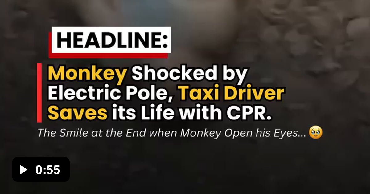 A taxi driver saves the life of a monkey who got electrocuted by giving ...
