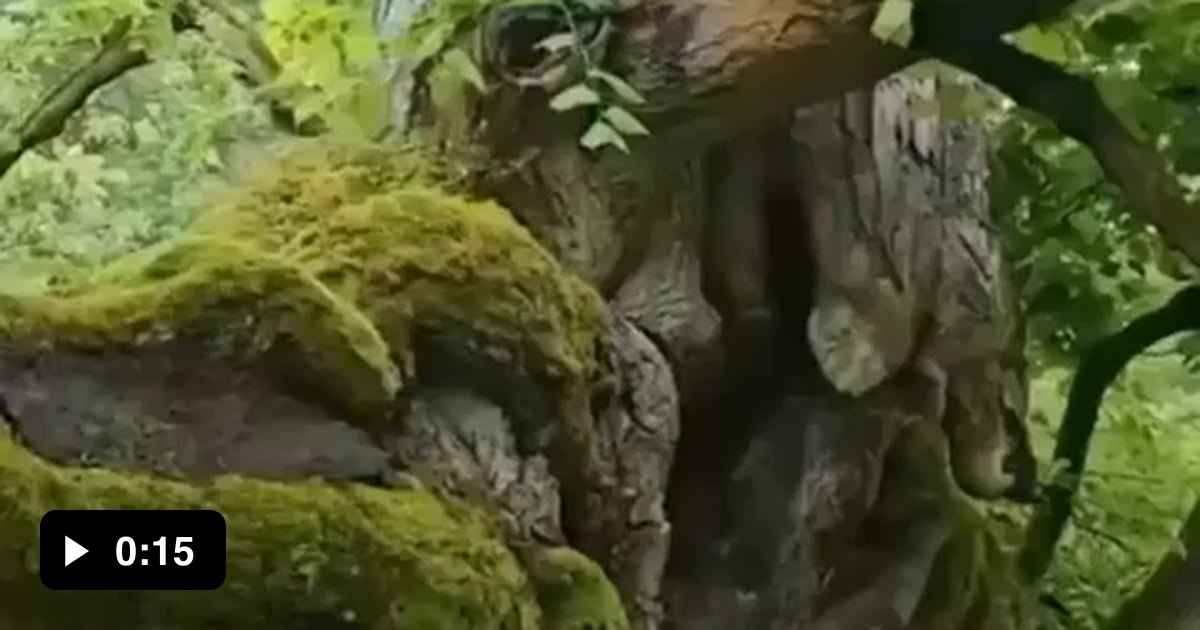 Stunning 820 years old linden tree in the Czech Republic - 9GAG