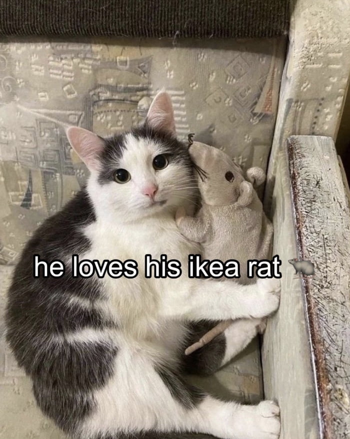 Kitty and his best friend - 9GAG