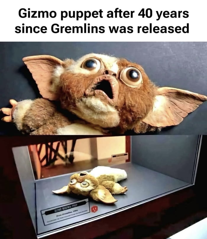 Poor gizmo - 9GAG