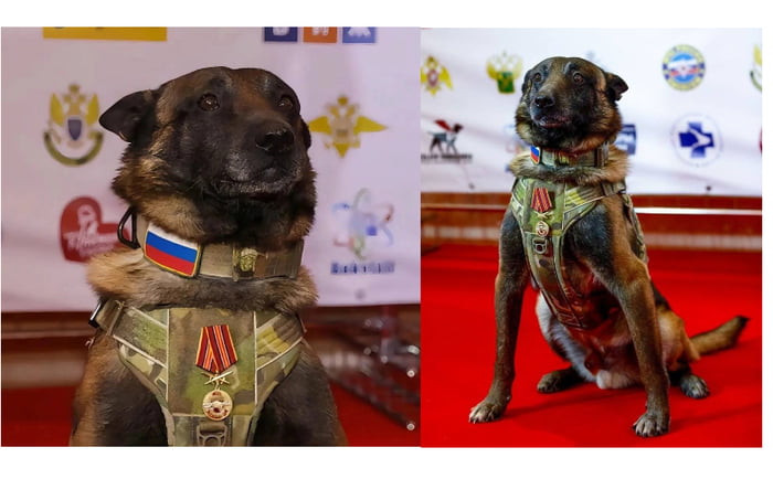 Dog on the front line "Petrovich" has extensive combat experience. He ...