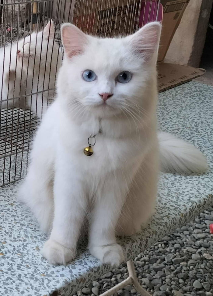 The little cloud that decided to be a cat, meet snowy - 9GAG